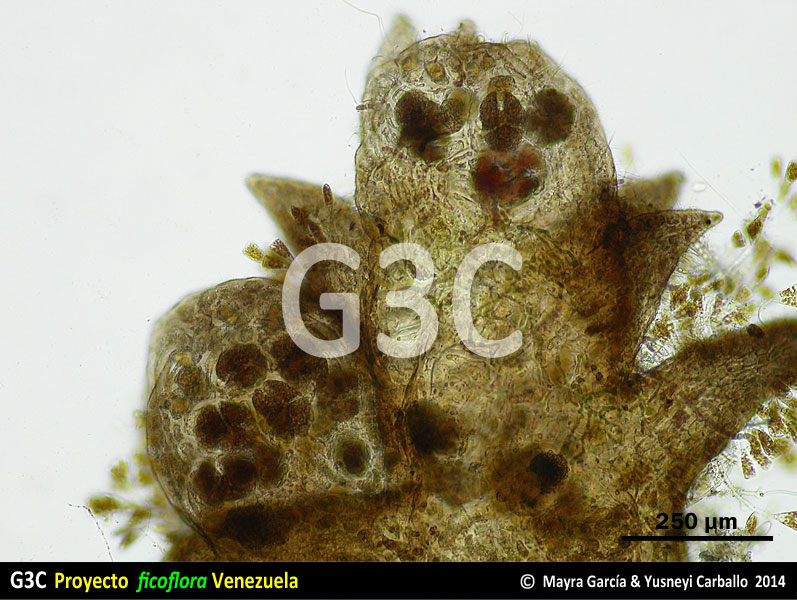 Ficoflora Venezuela