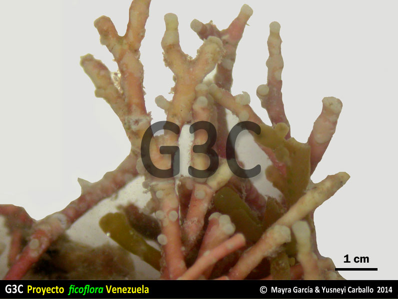 Ficoflora Venezuela