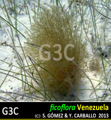 Ficoflora Venezuela