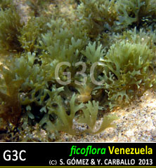 Ficoflora Venezuela