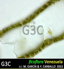 Ficoflora Venezuela