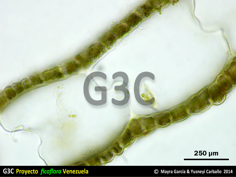 Ficoflora Venezuela
