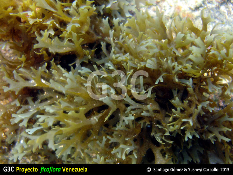 Ficoflora Venezuela