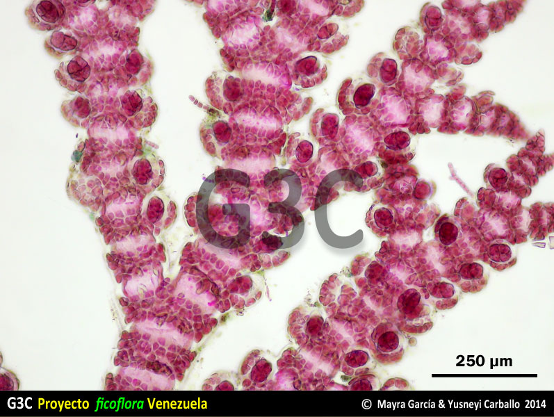 Ficoflora Venezuela