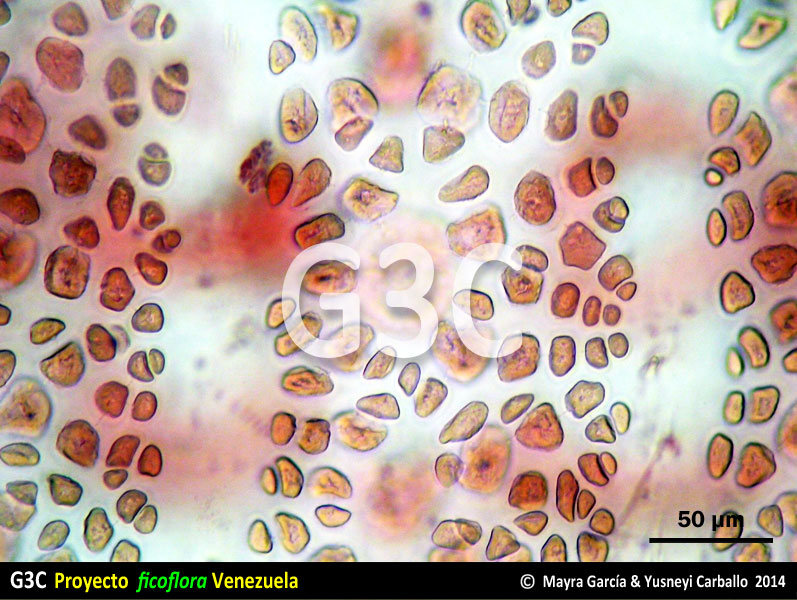 Ficoflora Venezuela