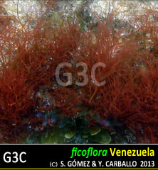 Ficoflora Venezuela