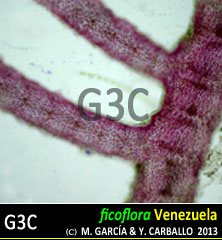 Ficoflora Venezuela