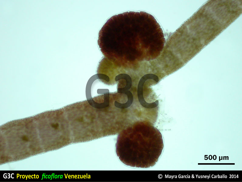 Ficoflora Venezuela
