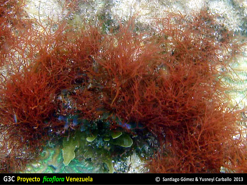 Ficoflora Venezuela