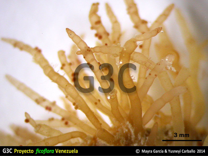 Ficoflora Venezuela