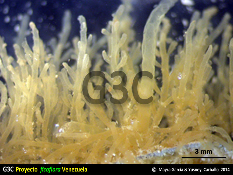 Ficoflora Venezuela