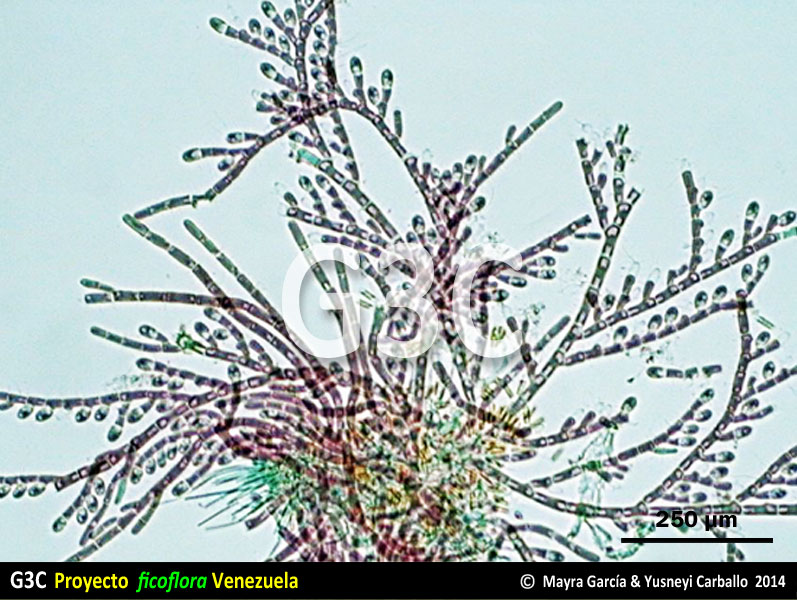 Ficoflora Venezuela