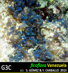 Ficoflora Venezuela