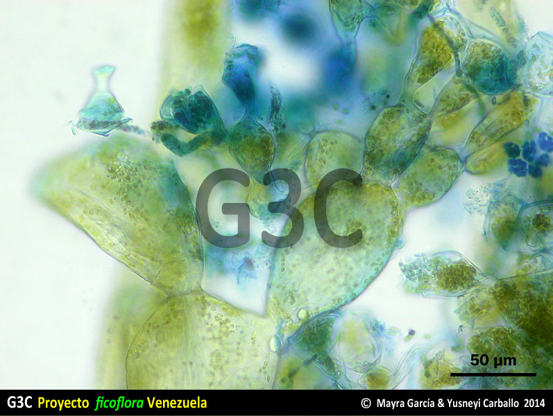 Ficoflora Venezuela