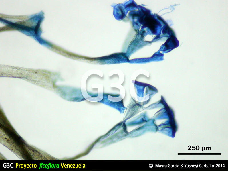 Ficoflora Venezuela
