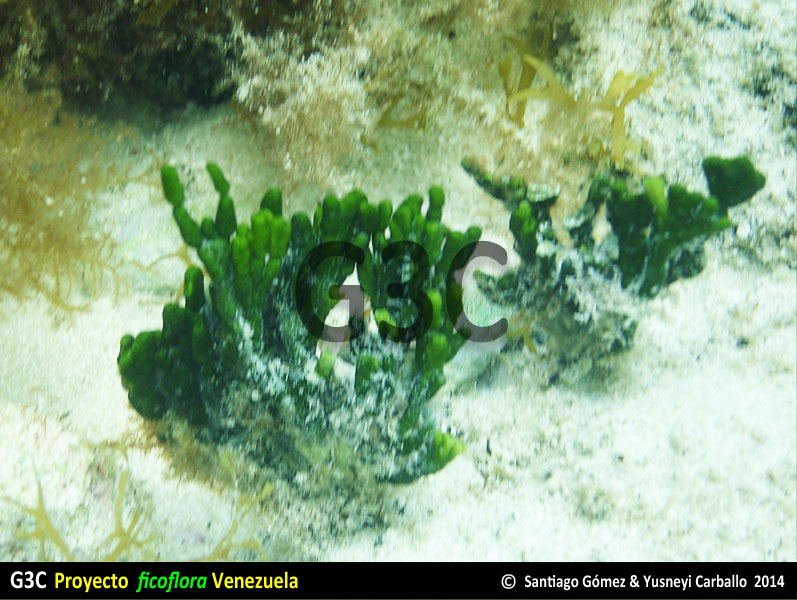 Ficoflora Venezuela