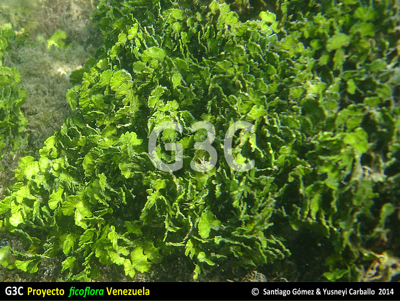 Ficoflora Venezuela