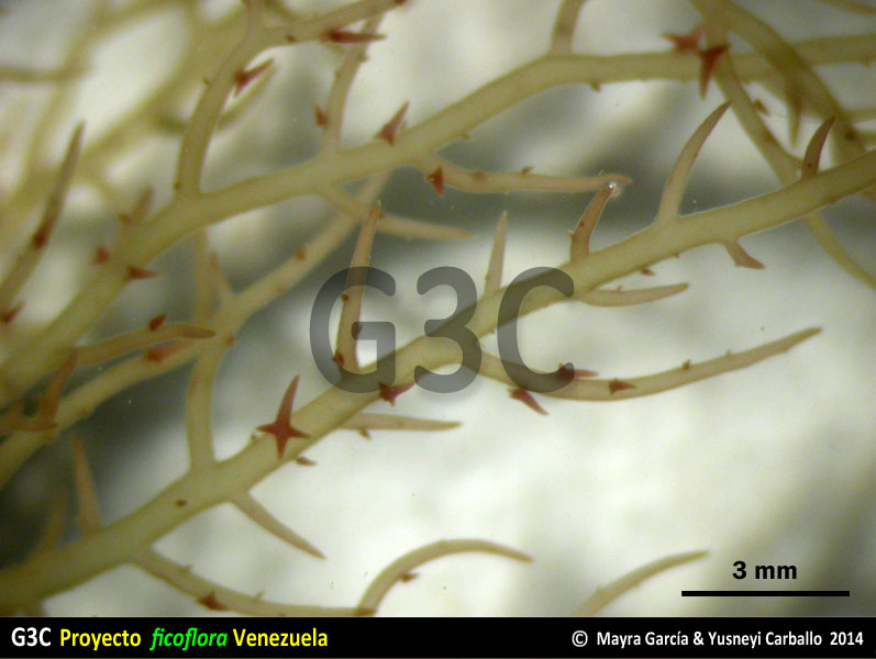Ficoflora Venezuela