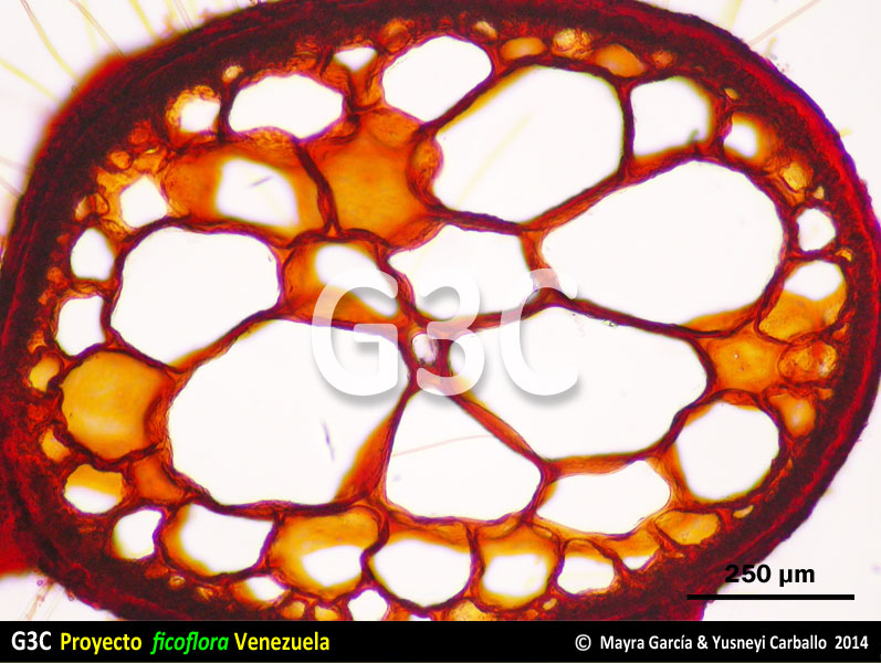 Ficoflora Venezuela