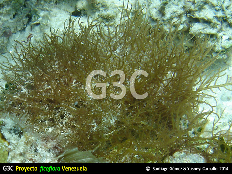 Ficoflora Venezuela
