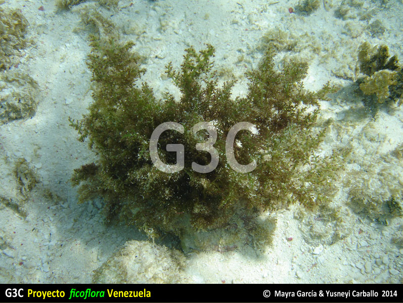 Ficoflora Venezuela