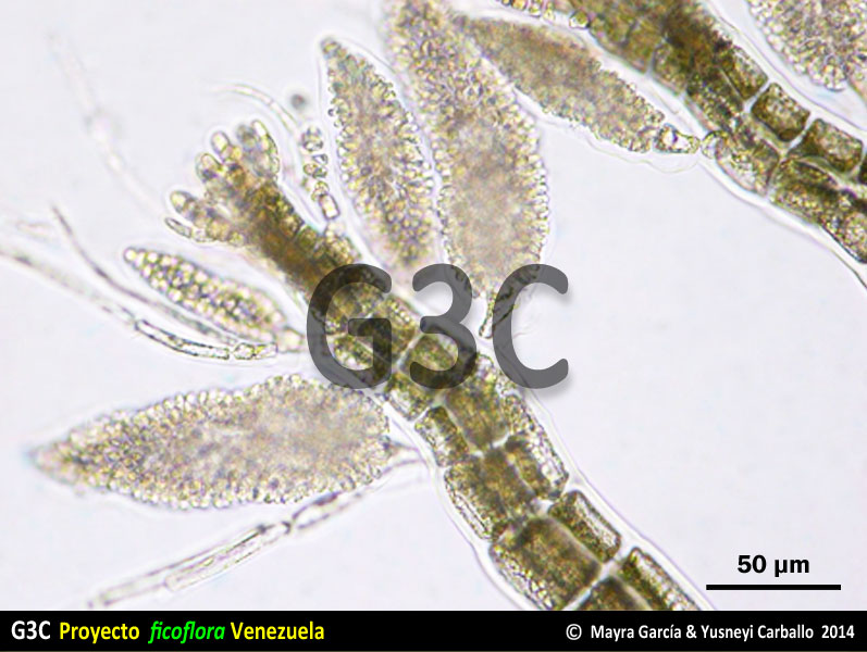 Ficoflora Venezuela