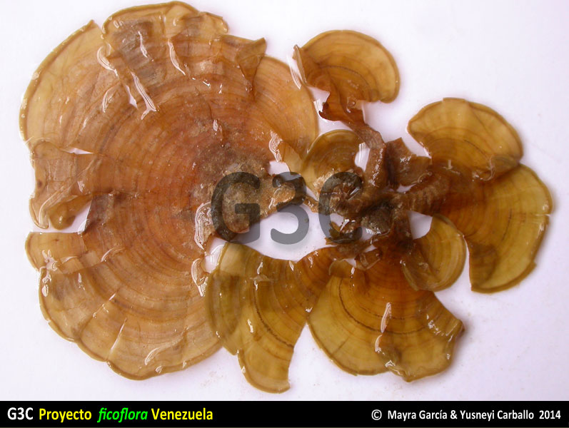 Ficoflora Venezuela