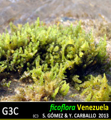 Ficoflora Venezuela