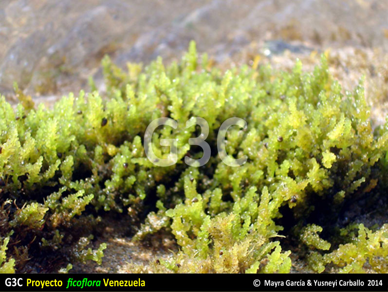 Ficoflora Venezuela