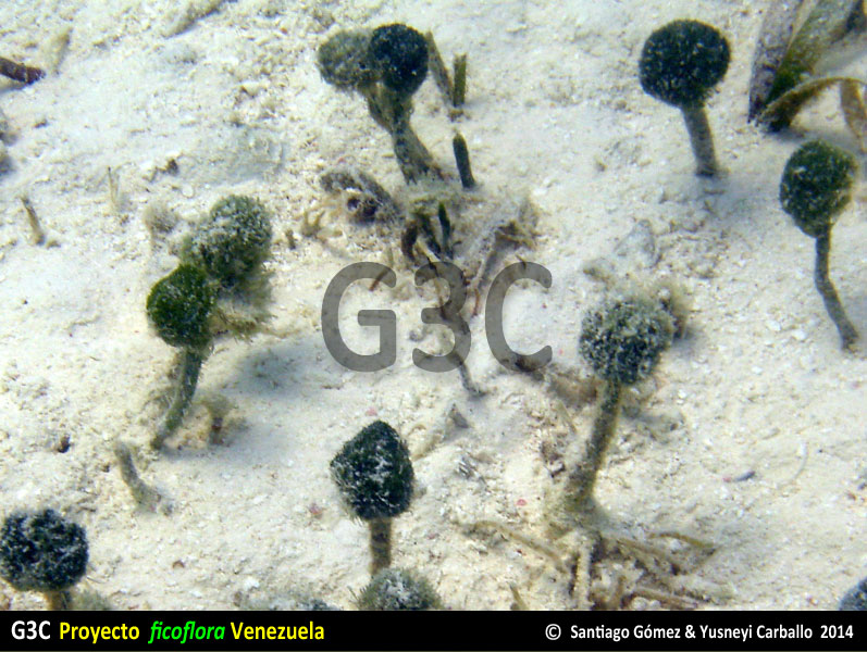 Ficoflora Venezuela