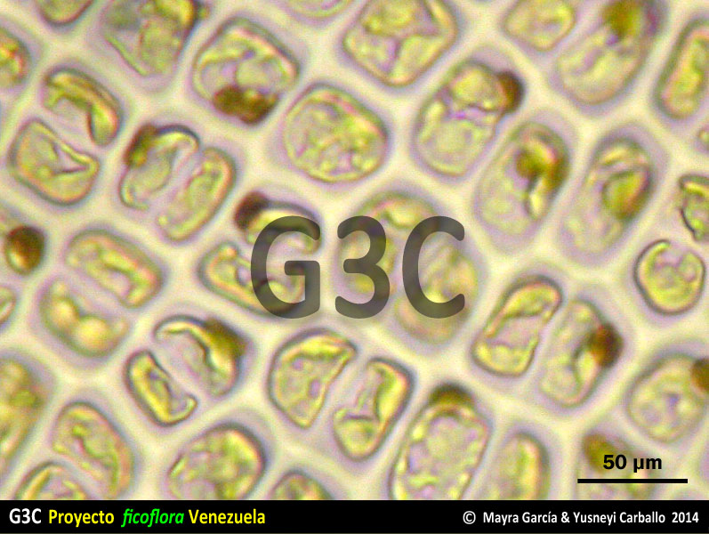 Ficoflora Venezuela