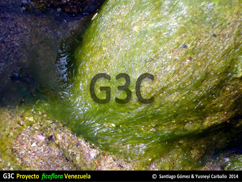 Ficoflora Venezuela
