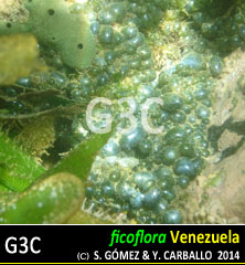 Proyecto Ficoflora Venezuela :: PNALR