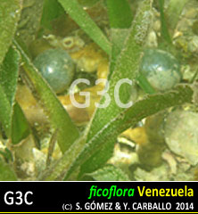 Proyecto Ficoflora Venezuela :: PNALR